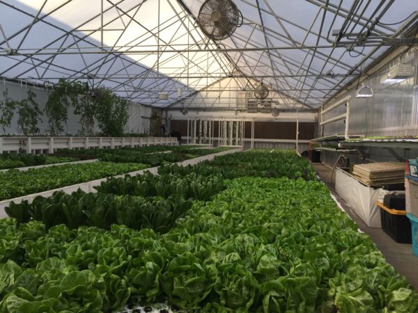 What is Aquaponics? | The Aquaponic Source