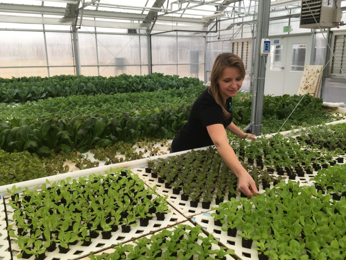 Growasis Elevated Modular Raft Systems | The Aquaponic Source