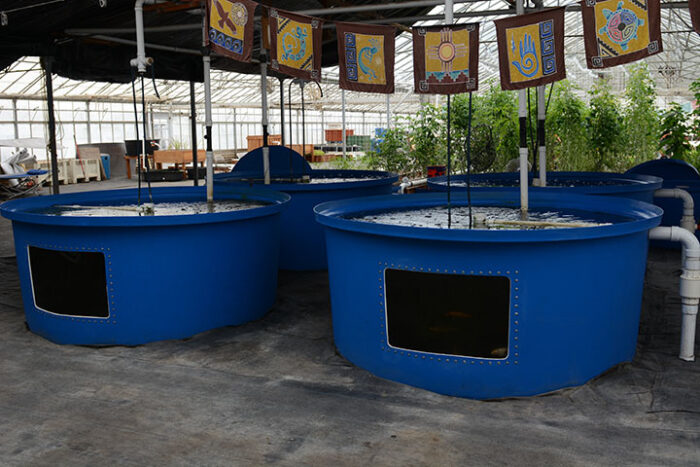 fish-tanks-for-aquaponic-growing | The Aquaponic Source