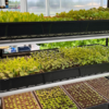 The Growasis 4-Tier Nursery & Microgreen System | The Aquaponic Source
