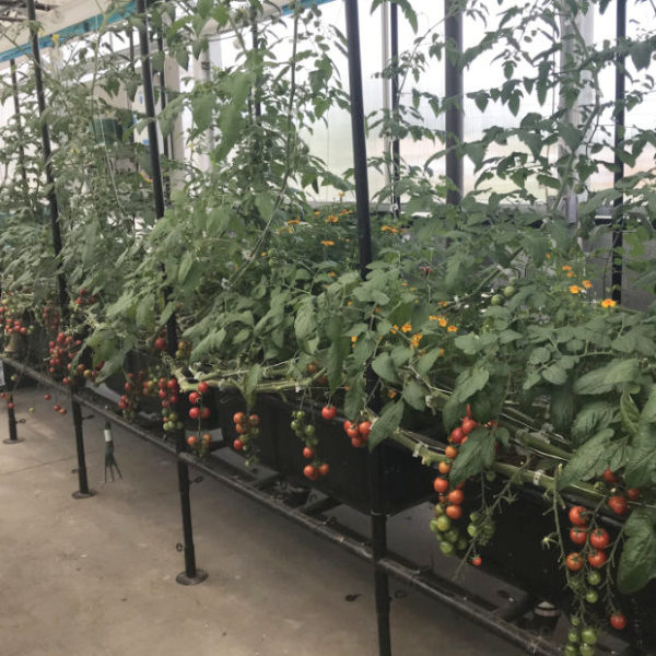 Aquabundance Modular Home Aquaponic Systems | The Aquaponic Source