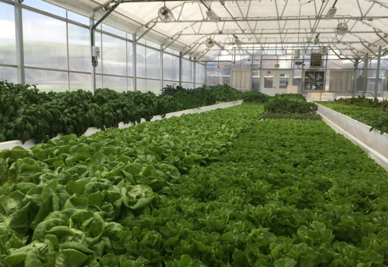 Farm ops | The Aquaponic Source
