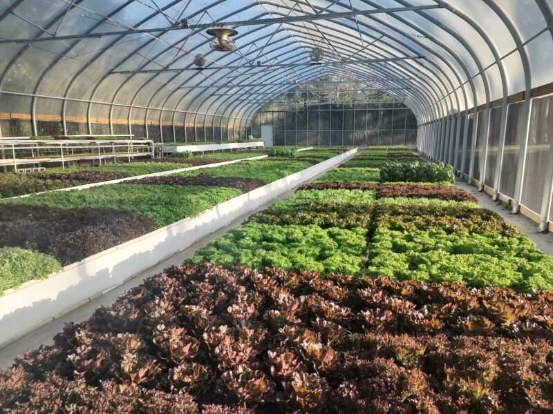 Bare Roots Organics | The Aquaponic Source