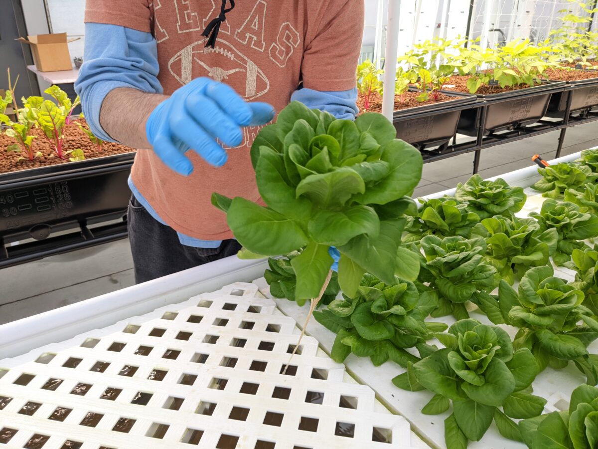 Mobile Loaves & Fishes | The Aquaponic Source