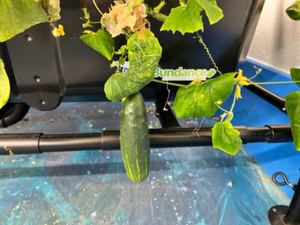 Harvest Moon Aquaponics | The Aquaponic Source