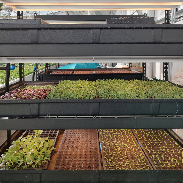 The Growasis 4-Tier Nursery & Microgreen System | The Aquaponic Source